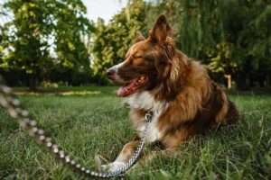 Identifying the signs - Does my dog have arthritis? | Canine Arthritis ...